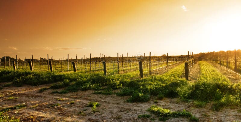 Vineyard Rows stock image. Image of nature, landscape - 11825323