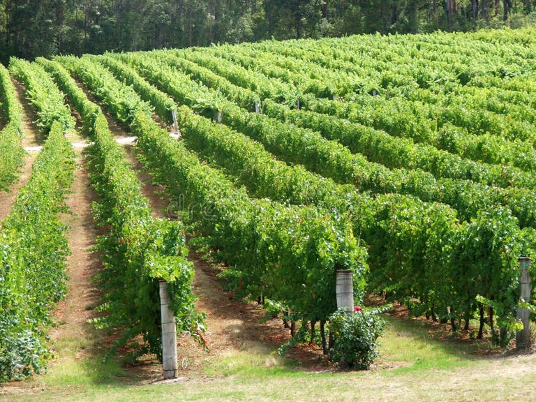 Vineyard Rows stock photo. Image of winery, field, alcohol - 193474