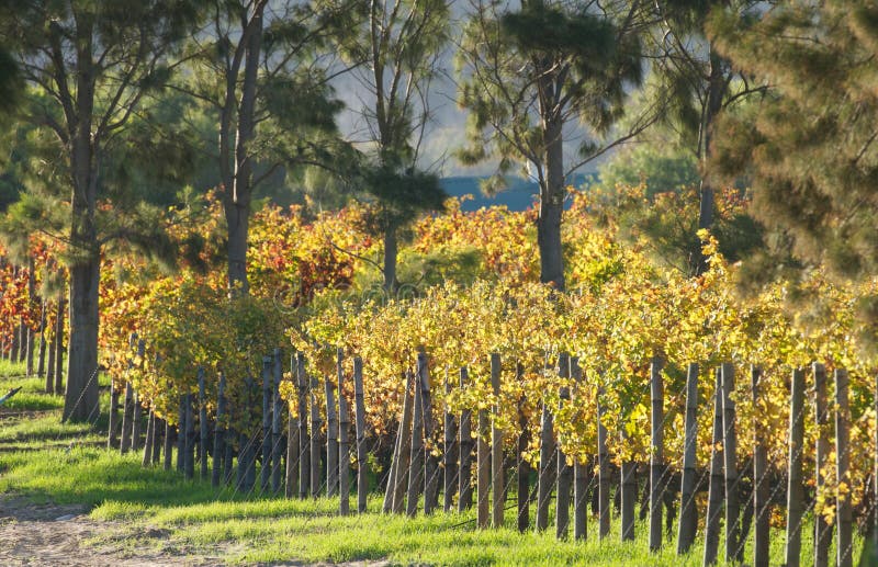 Vineyard Rows stock photo. Image of viticulture, rows - 24933216