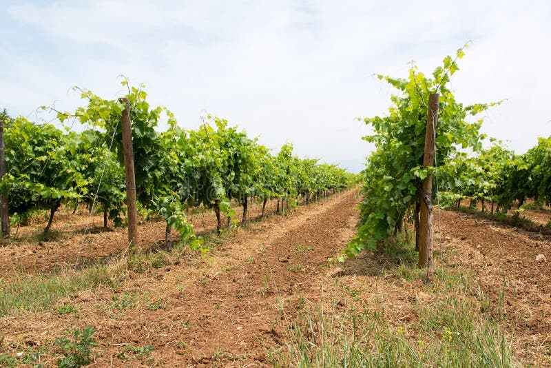 Vineyard rows stock image. Image of leaf, leaves, country - 25432621