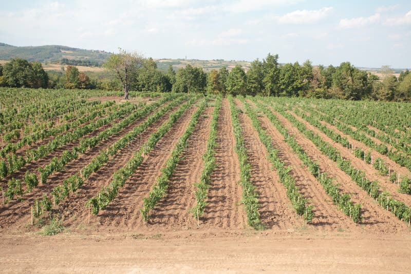 Vineyard rows stock image. Image of industry, agriculture - 25538573