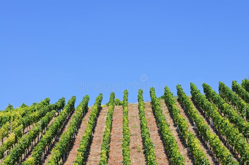 Vineyard Rows Against Blue Sky Stock Image - Image of nature ...