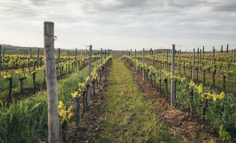 Vineyard rows, grape field stock photo. Image of landscape - 269699260