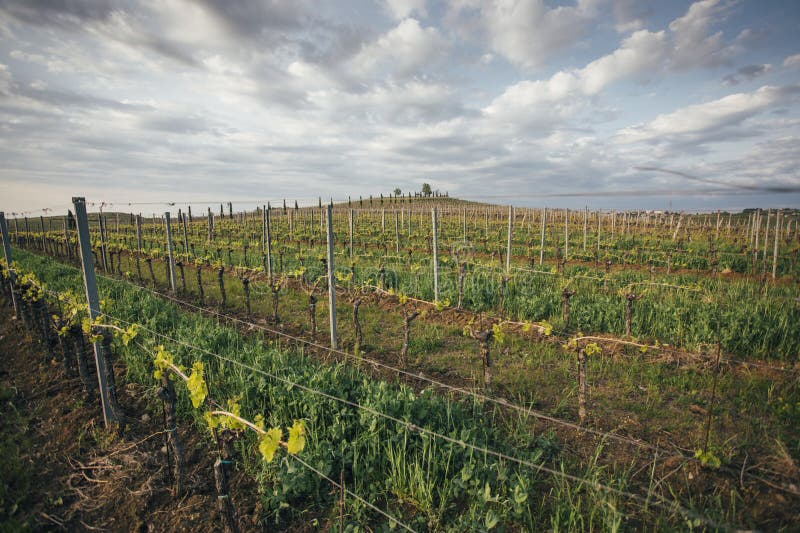 Grape Field Growing for Wine Stock Photo - Image of nature, wine: 269699306