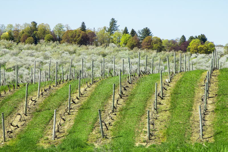 Vineyard Rows stock photo. Image of winery, field, alcohol - 193474