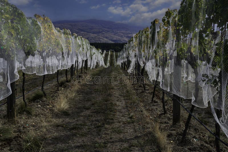 Vines stock image. Image of trellises, scene, posts - 373249465