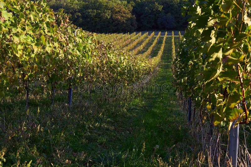 Vineyard Rows after Harvesting in the Autumn. Stock Image - Image of ...