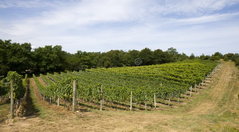 Vineyard Rows Horizontal Orientation Stock Photo - Image of earth, leaf ...