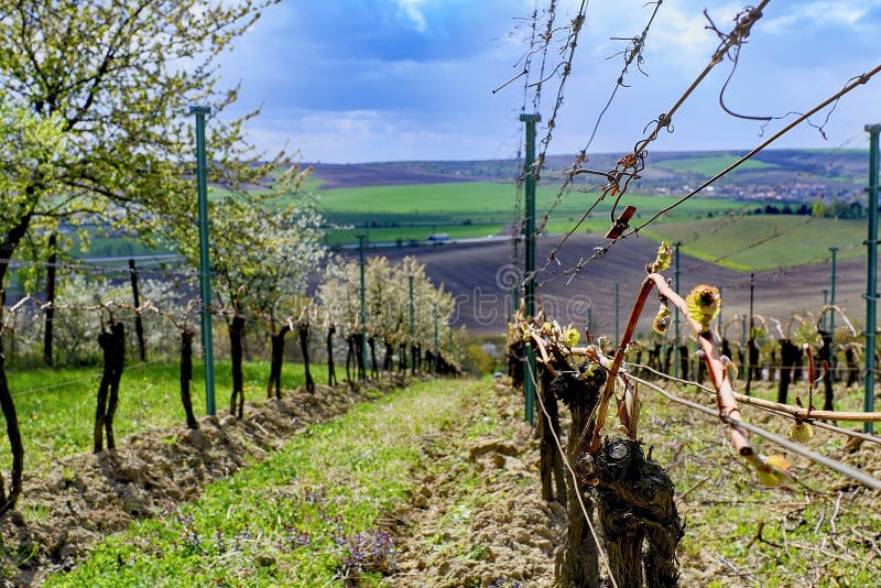 Vineyard Rows in Spring with Blue Sky. Stock Image - Image of fruit ...