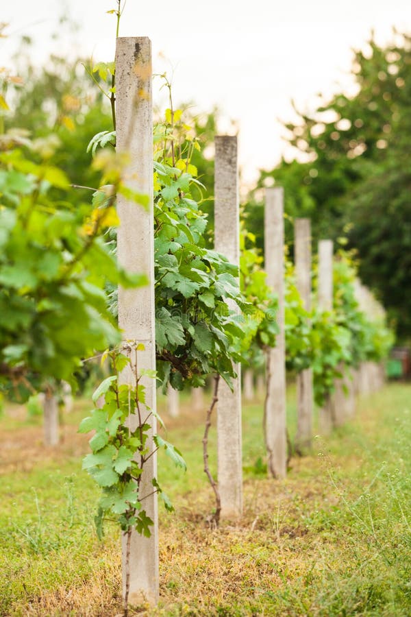 Vineyard rows in spring stock photo. Image of scenics - 31100178