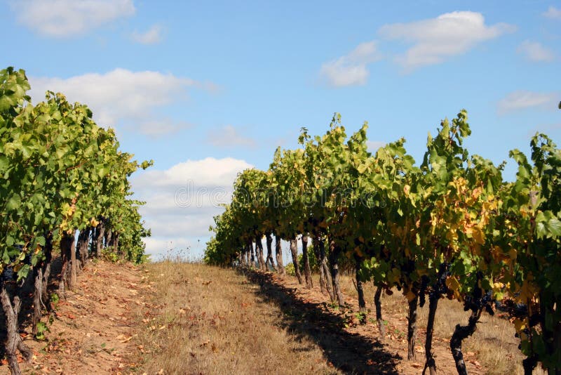 Vineyard Rows On Top Of A Hill Picture. Image: 1366400