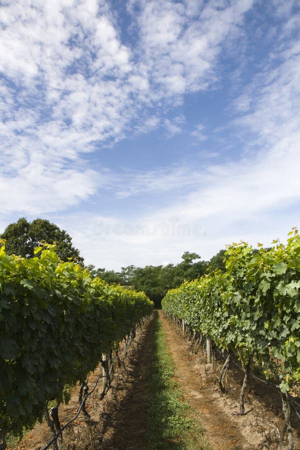 Vineyard Rows Vertical Orientation Stock Photo - Image of harvesting ...