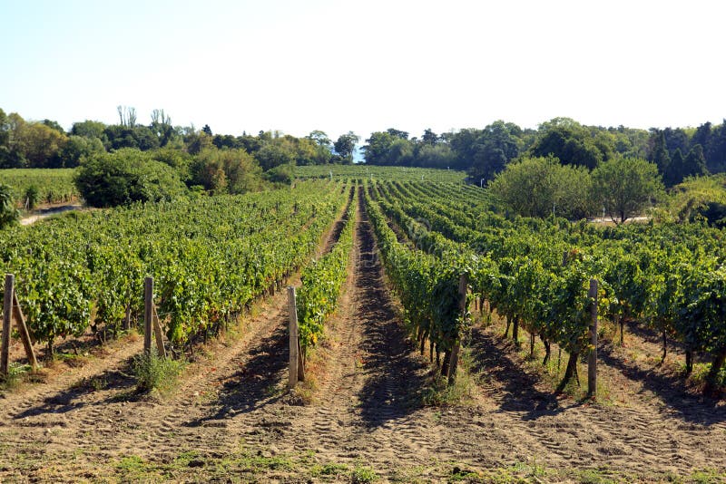 Vineyard, rows stock photo. Image of variety, flowers - 183773010