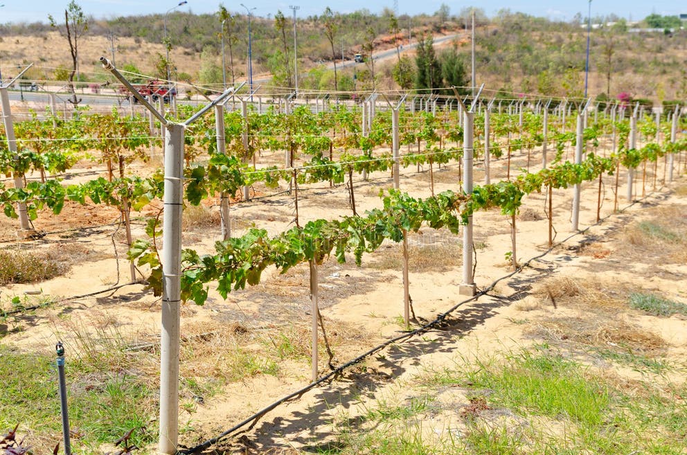 Vineyard stock photo. Image of vineyard, style, agriculture - 345032168