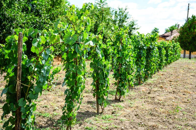 Vineyard stock image. Image of fruit, farming, cultivation - 78146177