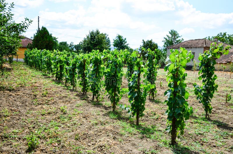 Vineyard stock photo. Image of cultivation, countryside - 78146288