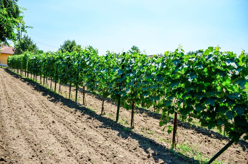 Vineyard stock photo. Image of farmland, country, labour - 97701484