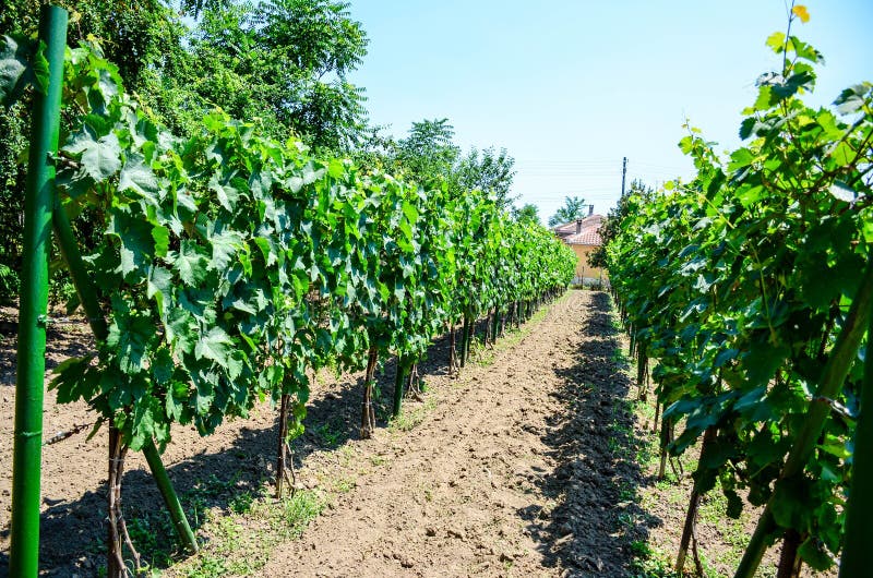Vineyard stock photo. Image of grape, life, horticulture - 97701510