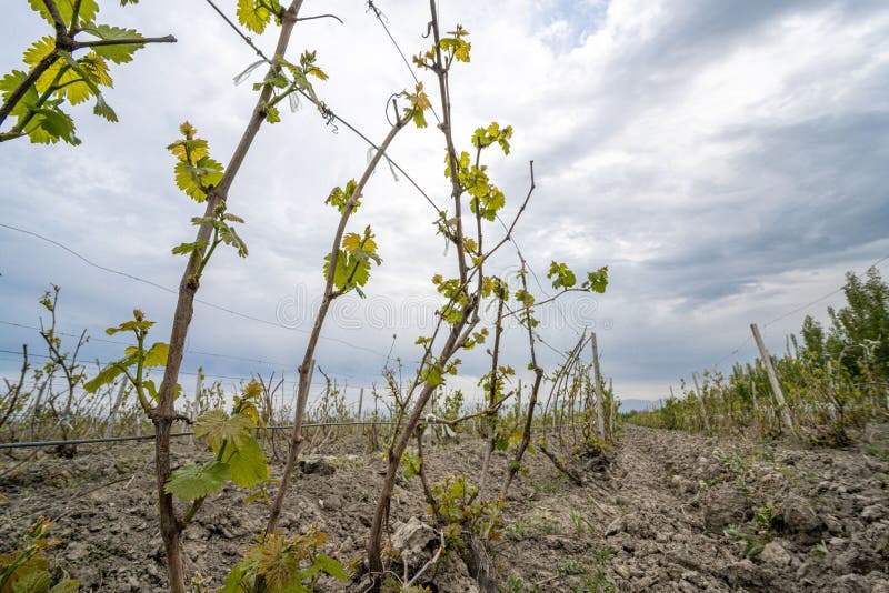 Vineyard in a Rural Area. Central Asia Stock Photo - Image of winery ...