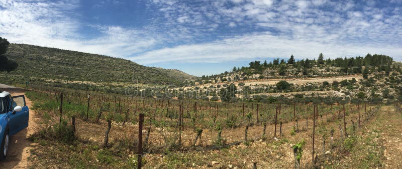 A vineyard stock photo. Image of samaria, mountains, nature - 83708448