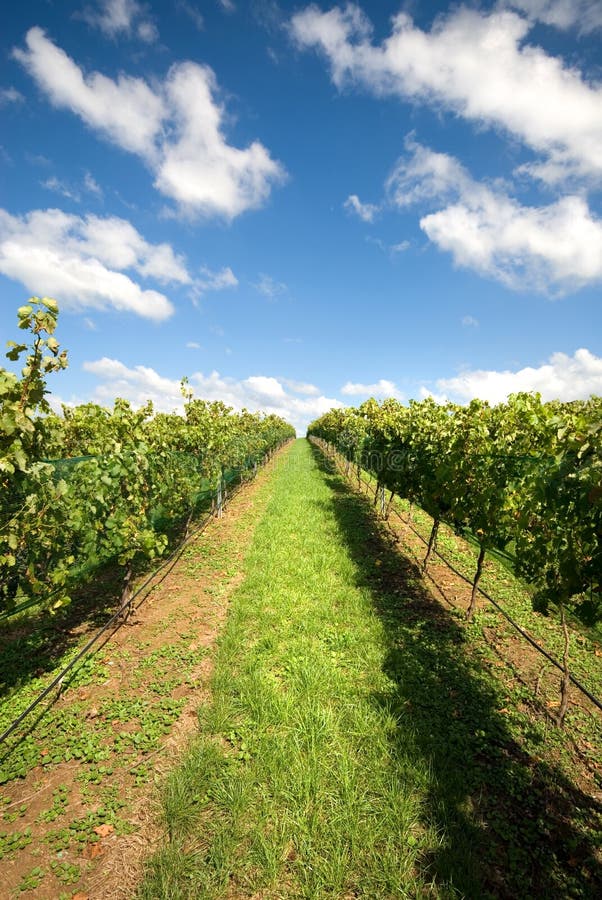 Grapes in wine yard stock photo. Image of farm, healthy - 26280056