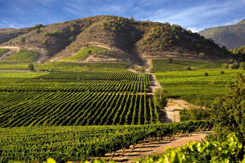 Vineyard scene stock photo. Image of hills, drink, aged - 9391746