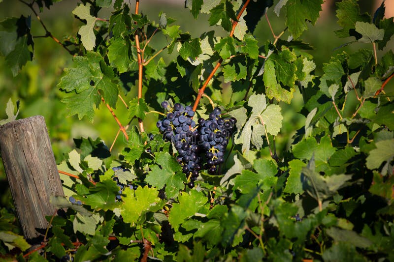 Vineyard Scene Featuring Ripe Grapes on the Vine Amid Lush Foliage ...