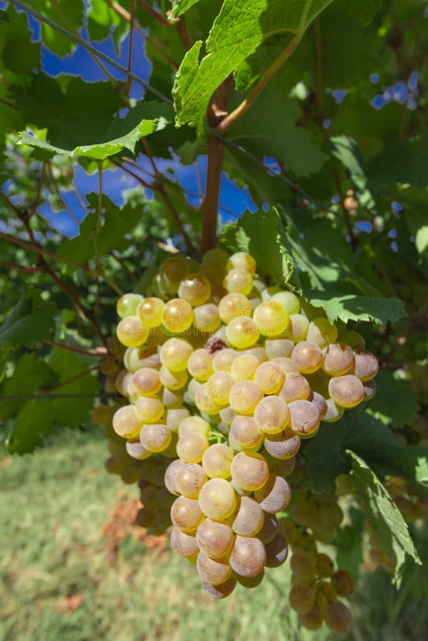 Vineyard on September, Italy, Piemonte, Gavi, a Close Up Stock Image ...
