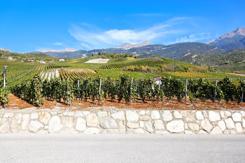 Vineyard in Sierre, Valais, Switzerland Stock Image - Image of magazine ...