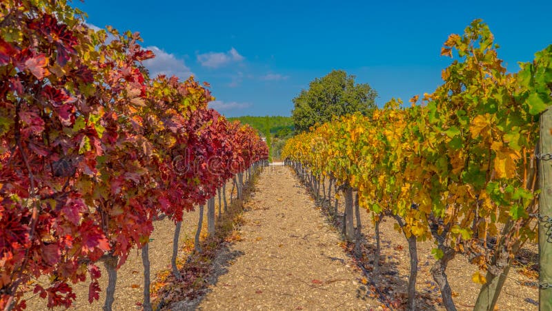 Vineyard stock image. Image of nature, wineyard, wine - 84714779