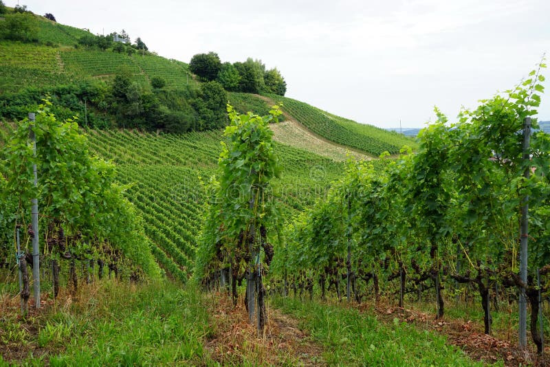 Vineyard stock photo. Image of tranquil, vine, landscapes - 65022938