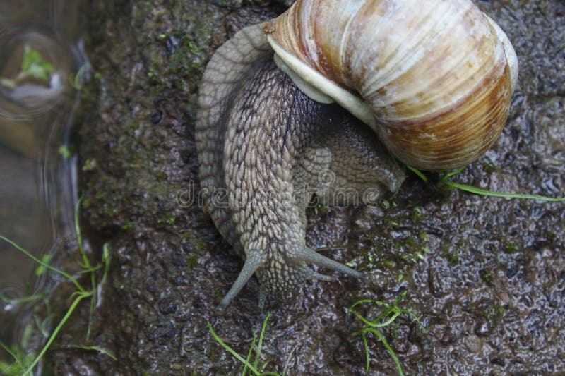 Vineyard Snail in the Forest Stock Image - Image of europe, helix ...