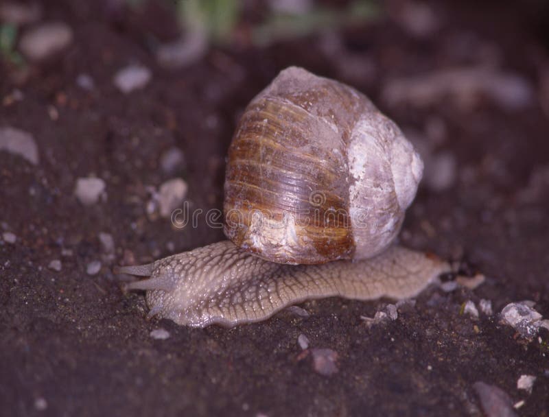 Vineyard Snail with Housing Stock Photo - Image of mollusk, copulation ...