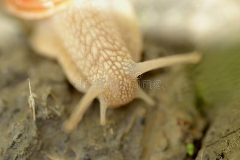 Vineyard Snail in Its Natural Environment on Forest Path Stock Image ...
