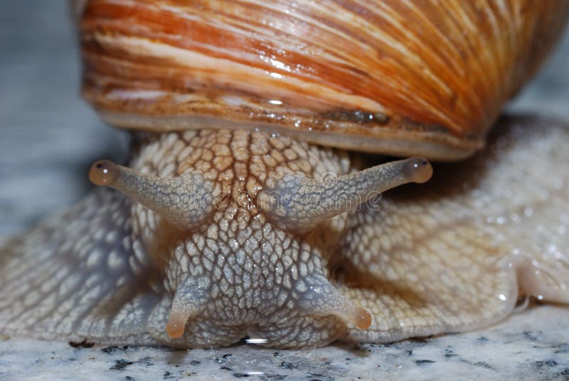 Vineyard Snail Looks into Camera Stock Photo - Image of shell, brown ...