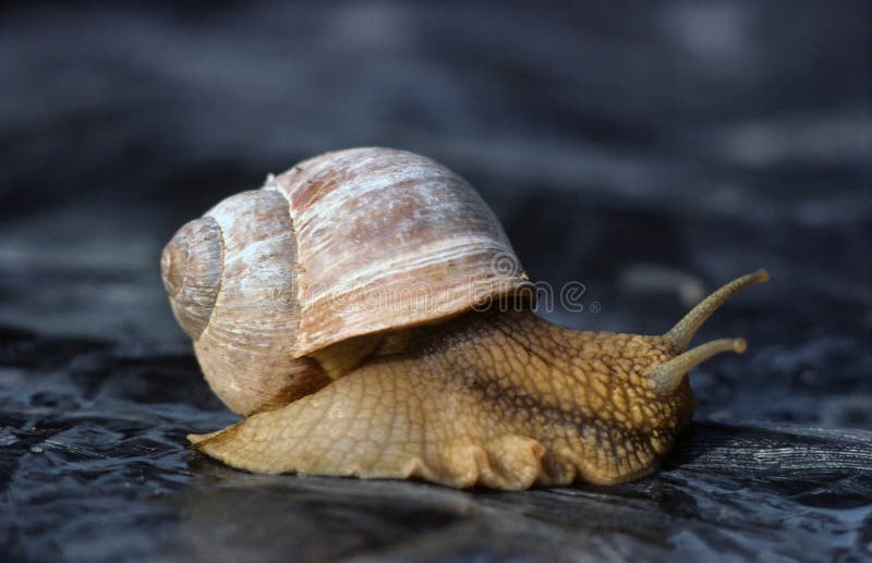 A vineyard snail stock image. Image of snail, food, seafood - 277668323