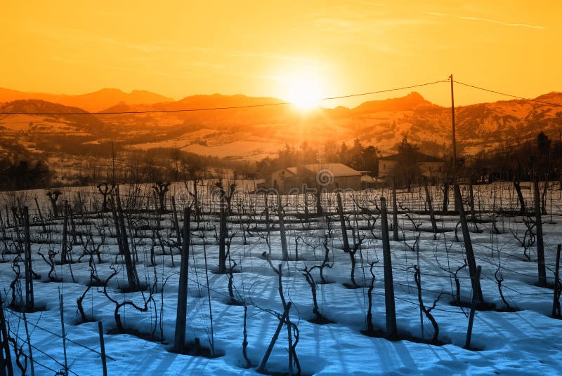 Vineyard in winter stock photo. Image of cool, season - 20067190