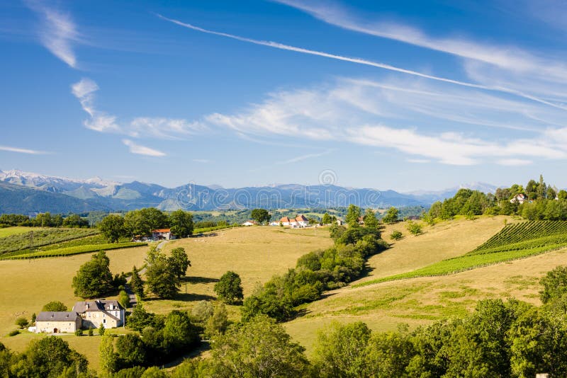 Vineyard in South Jurancon, France Stock Photo - Image of plant ...