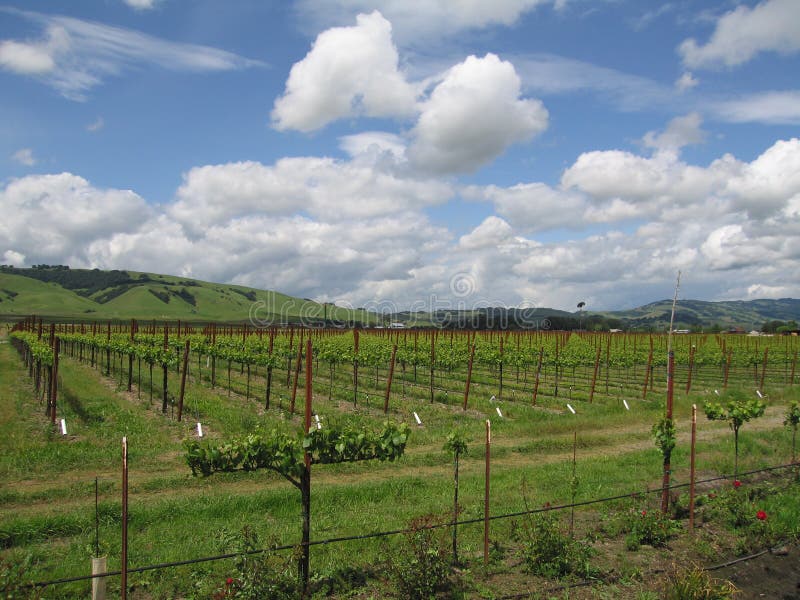 Vineyard in the spring stock image. Image of crop, daytime - 1034061