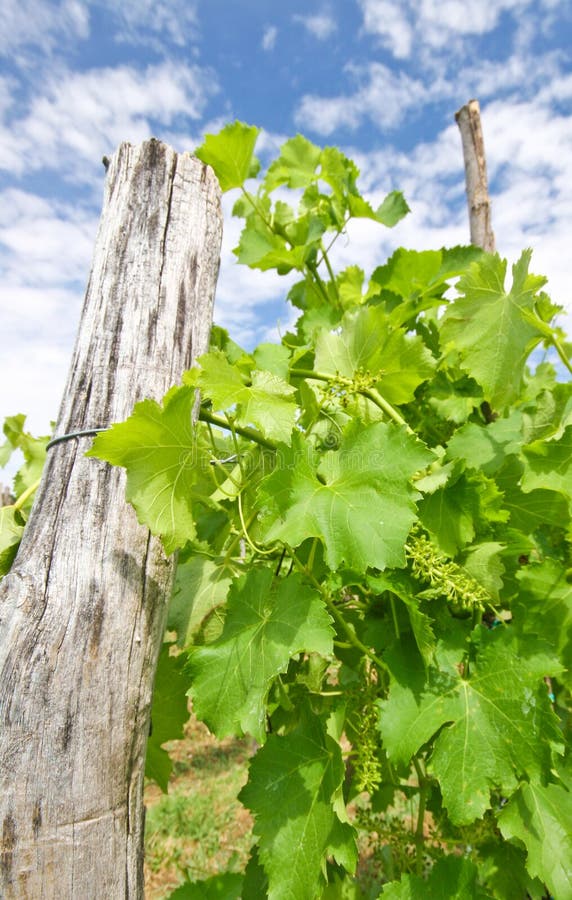 Grapes in spring stock photo. Image of nature, greenery - 780582