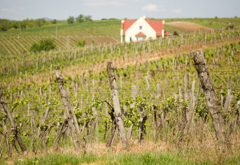 The vineyard at spring. stock photo. Image of nature - 19569480