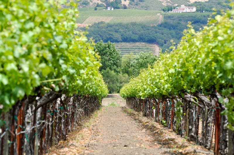 Wineries stock photo. Image of grape, napa, hill, vineyard - 25523344