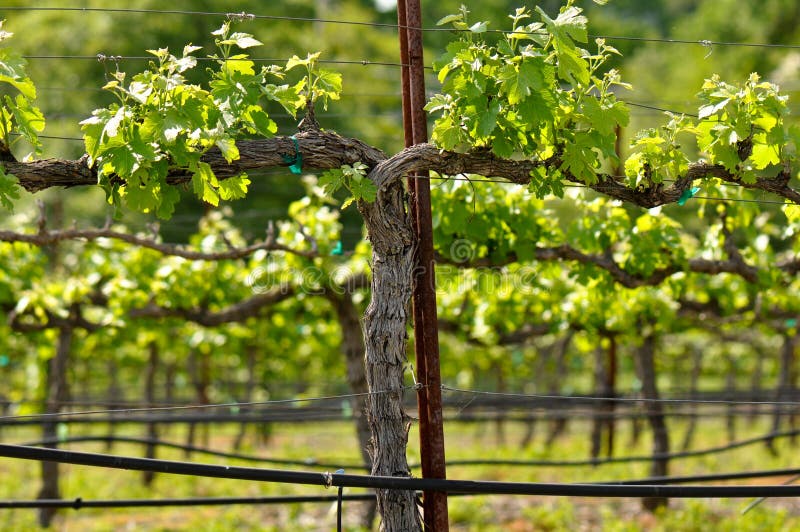 Vineyard in Spring stock photo. Image of grapes, farm - 30932726