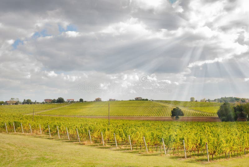 Vineyard in spring stock image. Image of outdoor, valley - 28920689