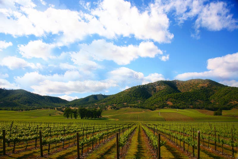 Winery Scene stock photo. Image of grow, napa, alcohol - 10541258