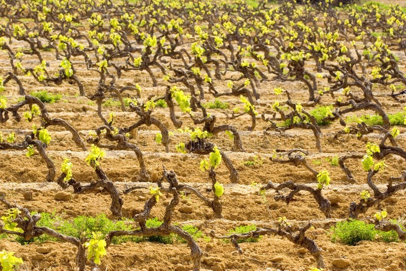 Vineyard in spring stock photo. Image of cultivation, gnarled - 811628