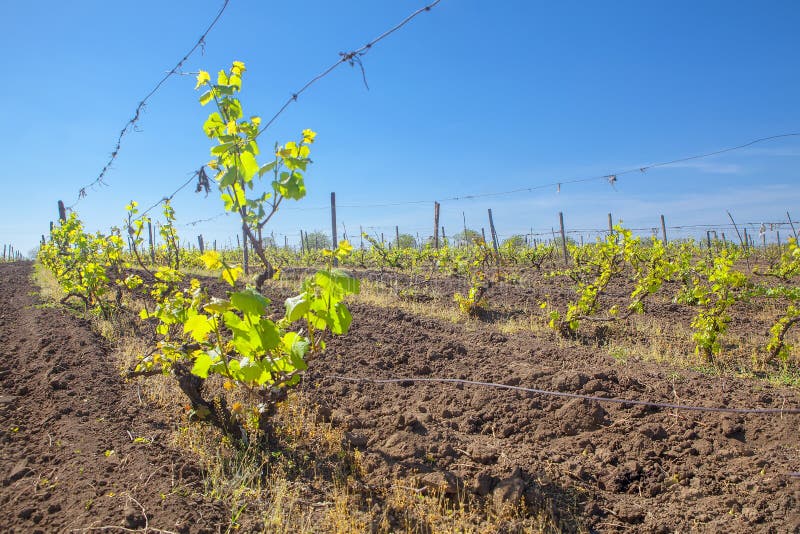 Vineyard in the spring stock image. Image of vineyard - 125437107