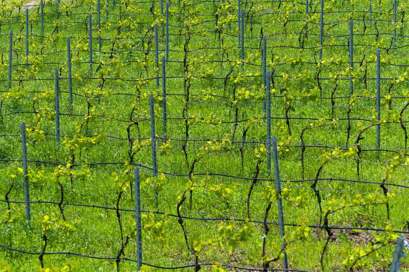 Vineyard in Spring, Bamberg Stock Image - Image of hill, winery: 32571313