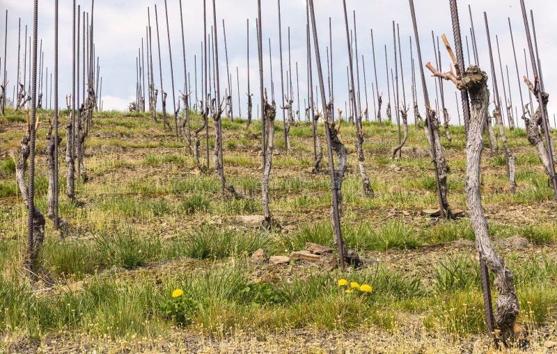 A Vineyard in Spring with Bare Grape Plants on a Hill with Grass and ...