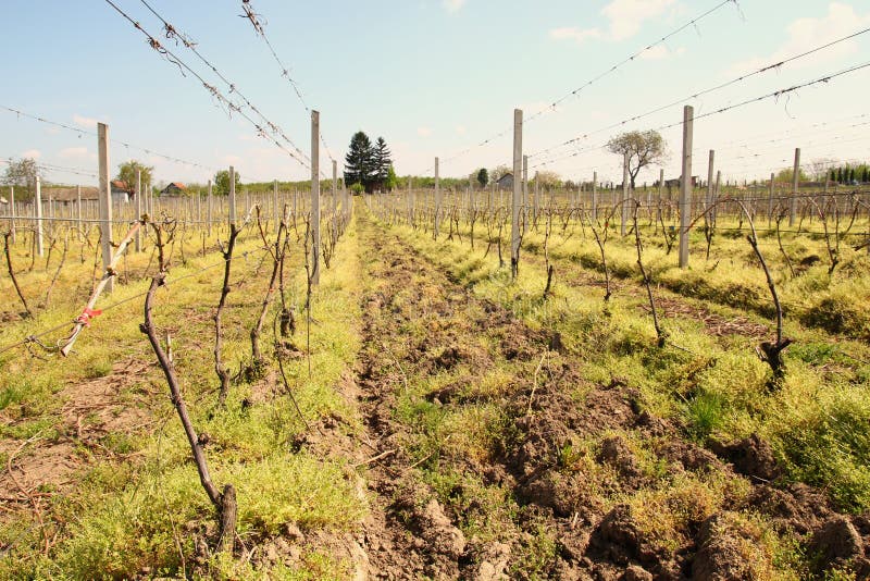 Vineyard in the spring stock image. Image of vineyard - 125437107